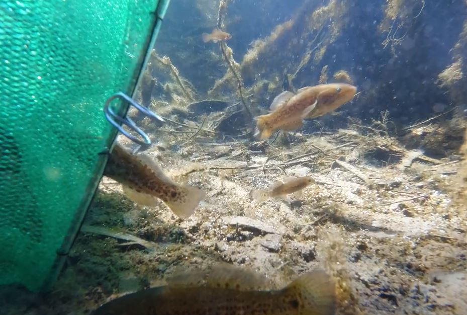 Preserving the Purple Spotted Gudgeon on the Yappala IPA | Indigenous