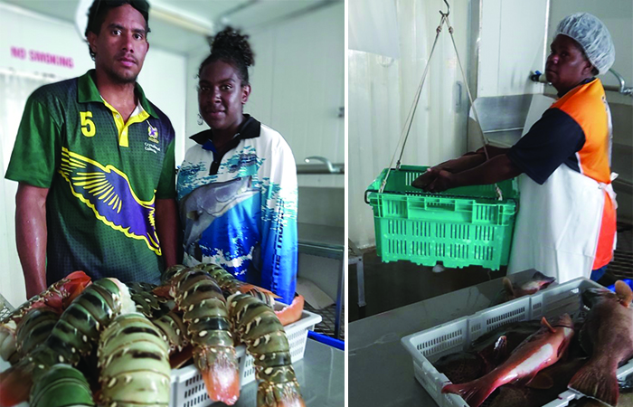 Shipments of seafood recommence from the Erub freezer | Indigenous